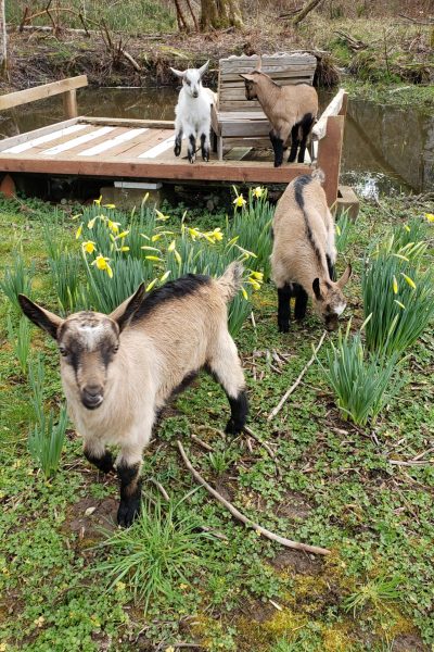 Goat Soap - Grateful Goat Farms